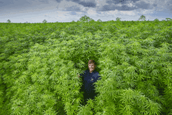 Harrison Spinks to up hemp production – Interiors Monthly